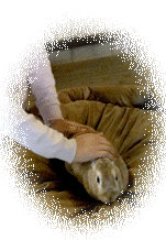 アニマルレイキとは